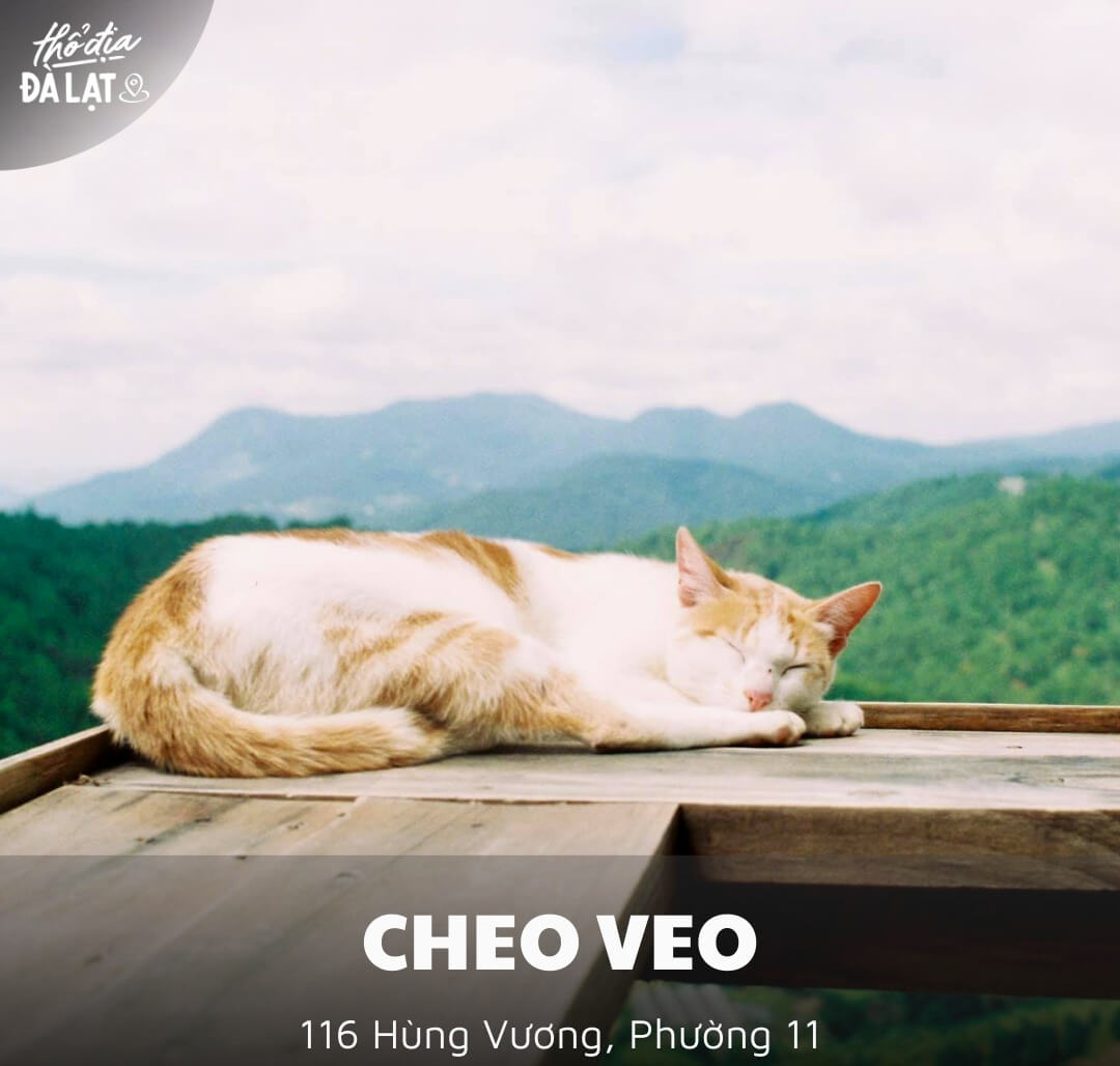 Top quán cafe đẹp nhất Đà Lạt - BLog Du Lịch